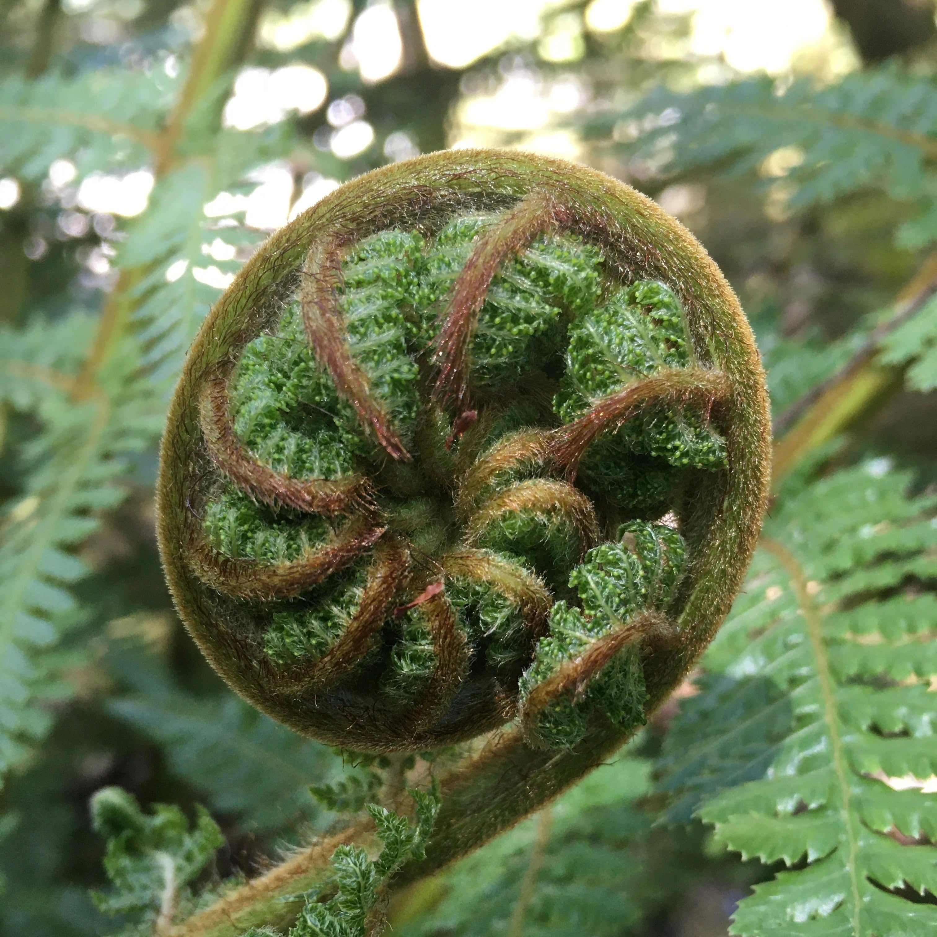 ORBIT – Wellington Apothecary